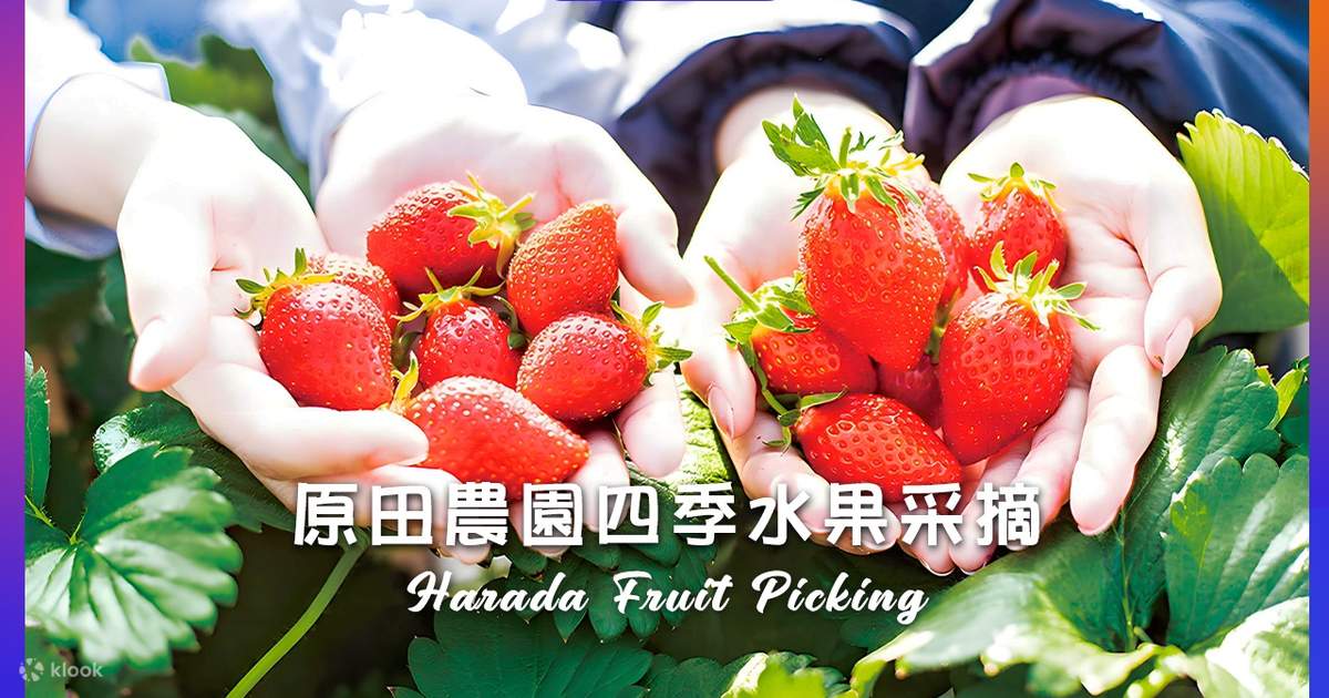 군마 전원 투어 후키와라 폭포 And 하라다 농장 과일 따기 And 라벤더 바다스키이카호 온천 일일 투어 도쿄 출발 클룩